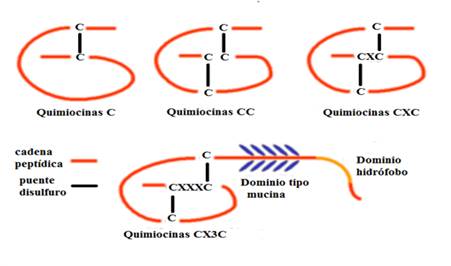 Implicaciones clínicas de las quimocinas y sus receptores en la ...